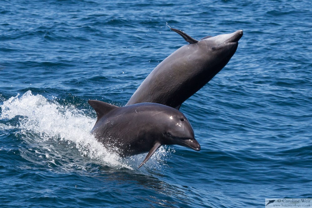 Ketos Ecology – researching whales and dolphins worldwide » Baja ...
